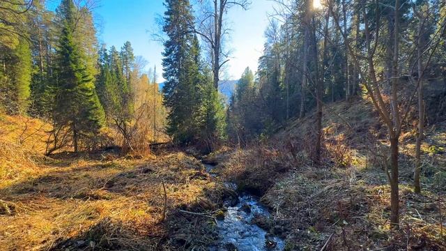Прогулка по осенней тайге