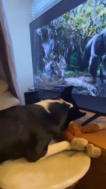 пес Барни переживает за девушку