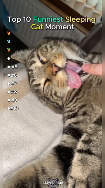 Смешные животные