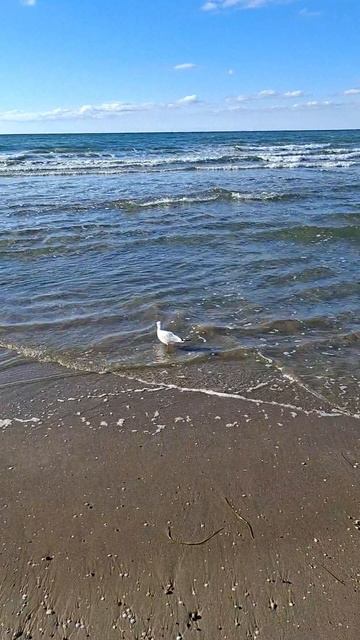 Пернатые отдыхающие