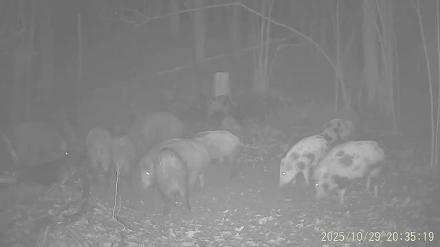 Подкормка диких животных