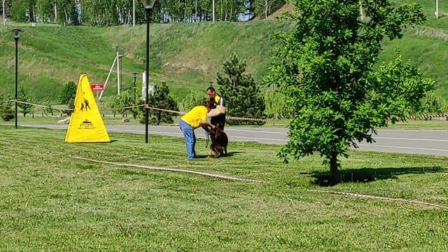 2 Отл. СС San-Rathelle DAKAR Лучшая защита! №8. ЛИПЕЦК 29 мая`21 Моно немецких овчарок