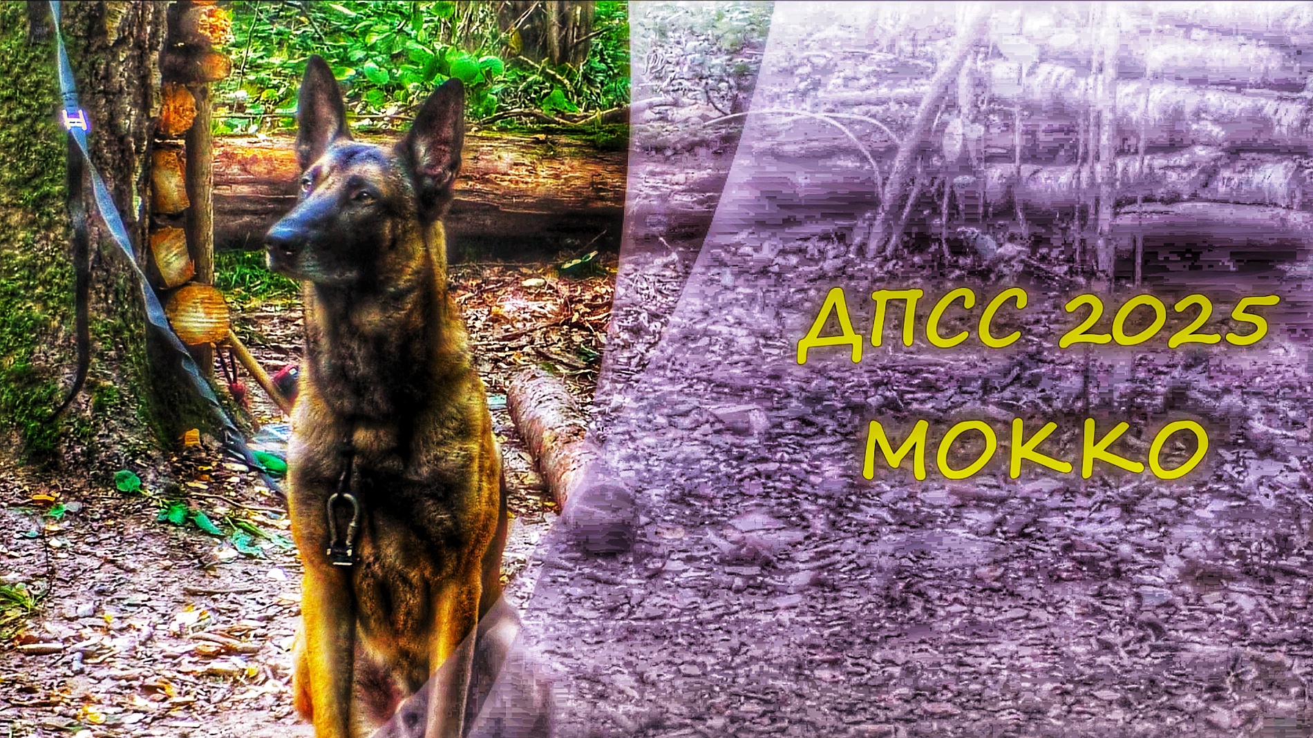 ДПСС. Малинуа Мокко.