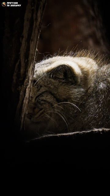 Манул Шу задремал вечером. Ленинградский зоопарк