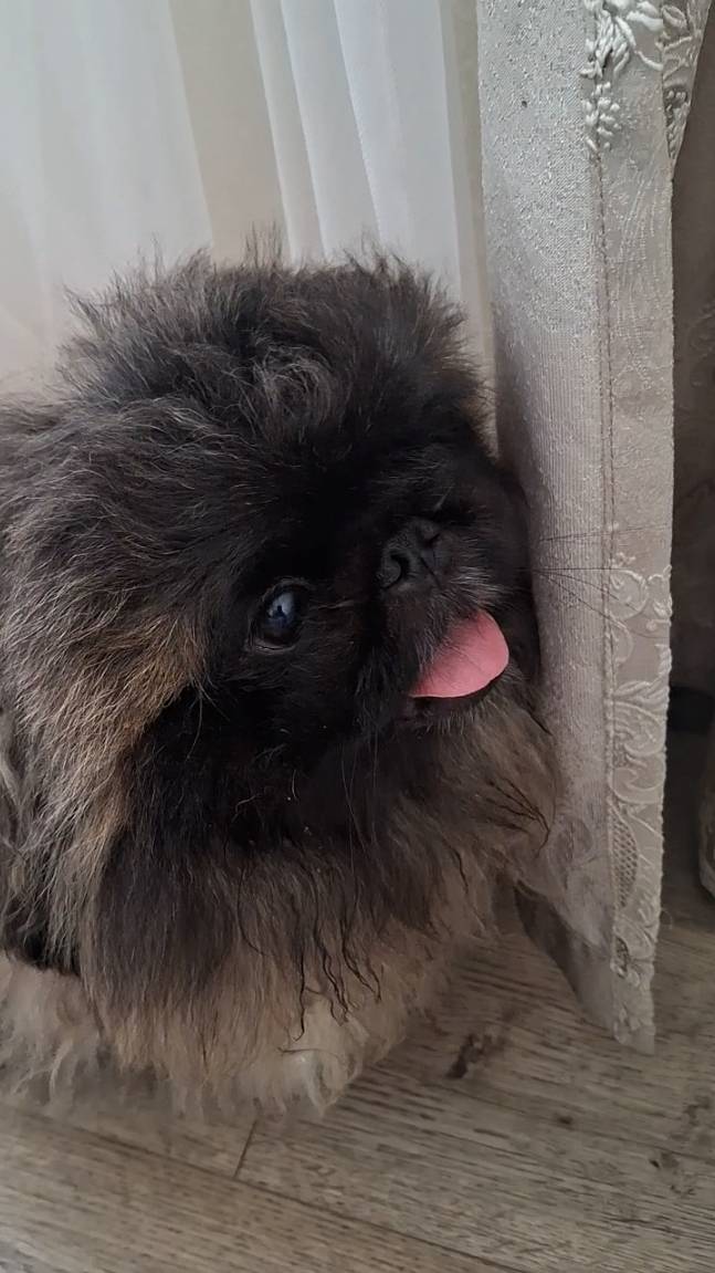 Пекинес Дендик следит за едой