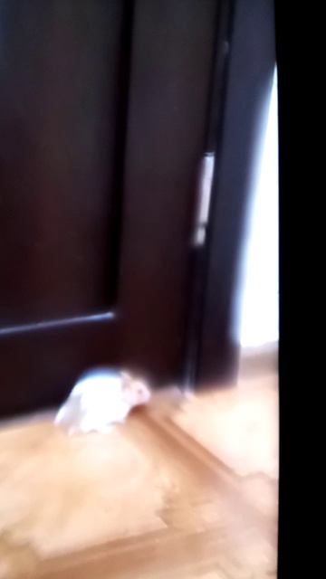 Мой хомяк Изюмчик ищет проход. (моё первое видео)