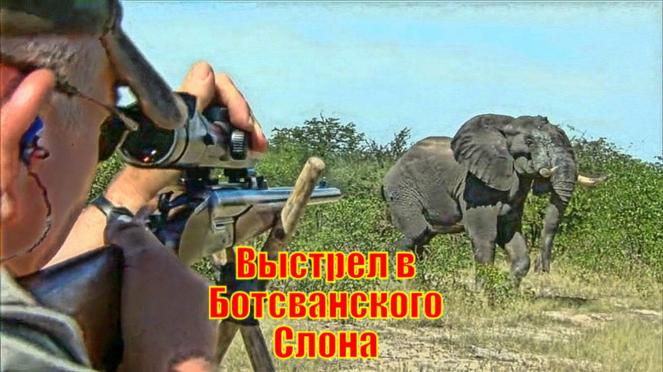 Идеальный Выстрел в Ботсванского Слона