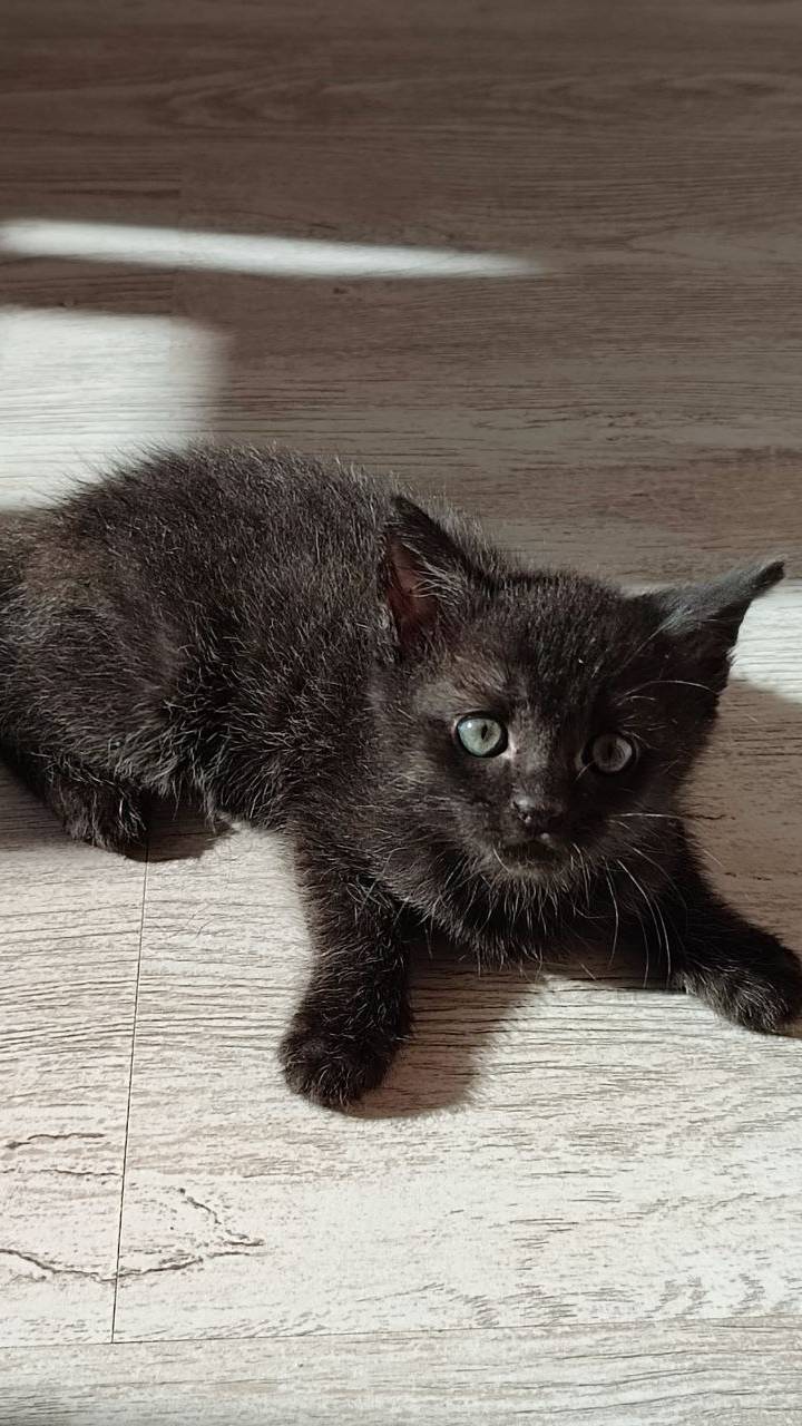 Брошенный Котенок два месяца