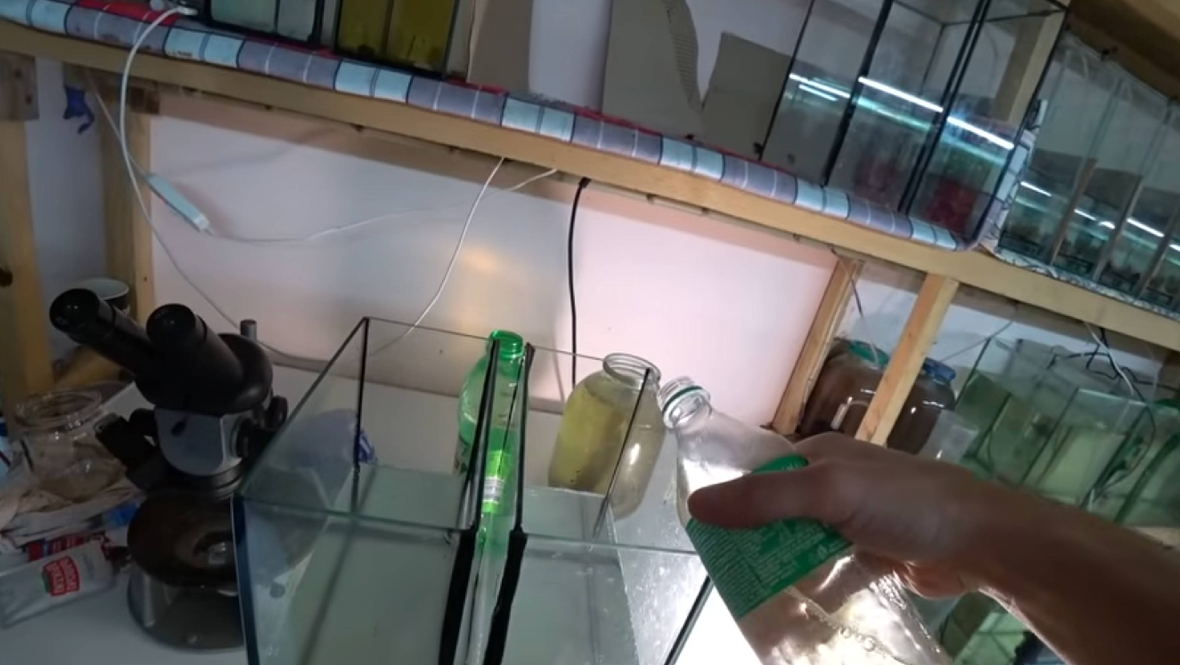 Вся правда почему пропали Данио и зачем я взял Коловратку