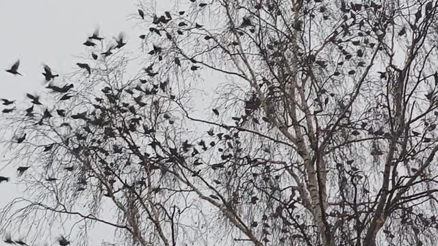 Свиристели прилетели...