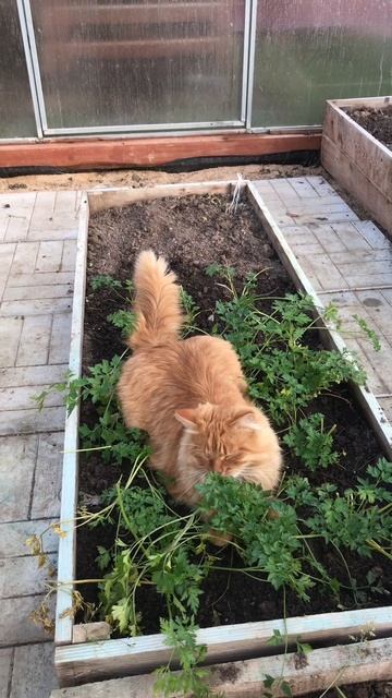 Альфушка в петрушке