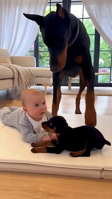 Маленький щенок спровоцировал🐕 👩👦👶Малыша👩👦👶🐕