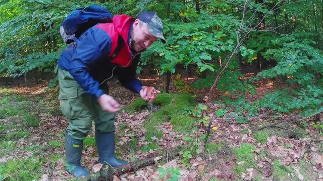 Грибной лес. Второй заход в новый для меня лес.