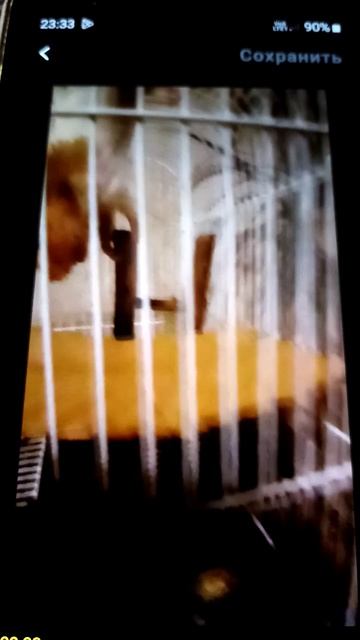 Изюмчик каскадёр