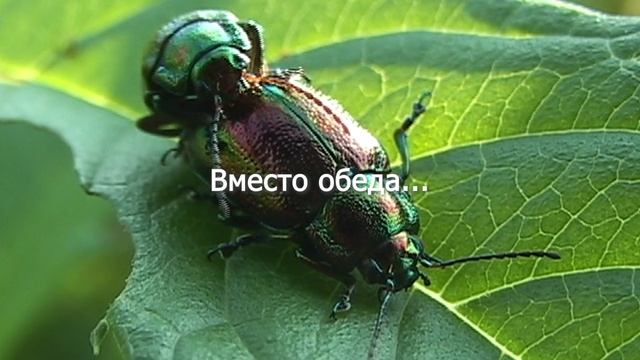 Златки. От рассвета до заката и далее 18+