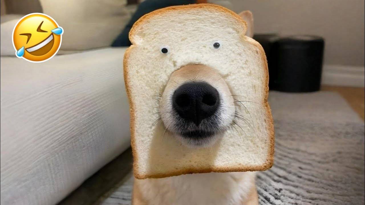 #смешныевидео -90