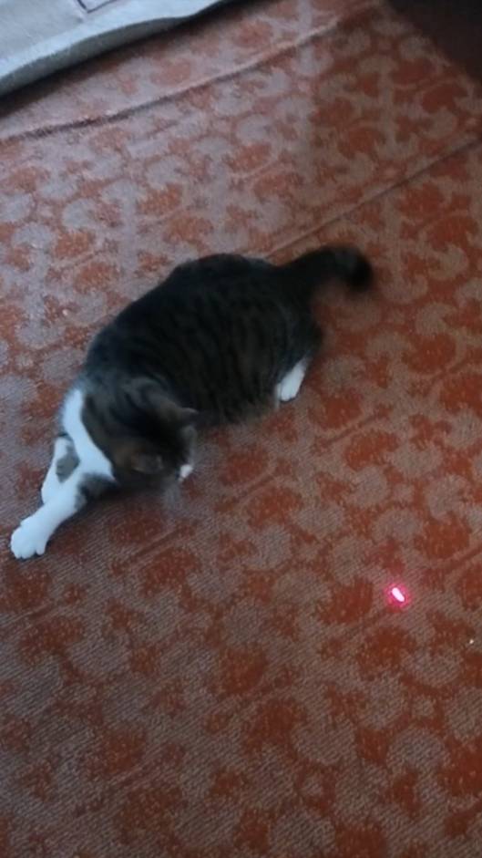 Толстый кот. Играем с лазерным лучиком