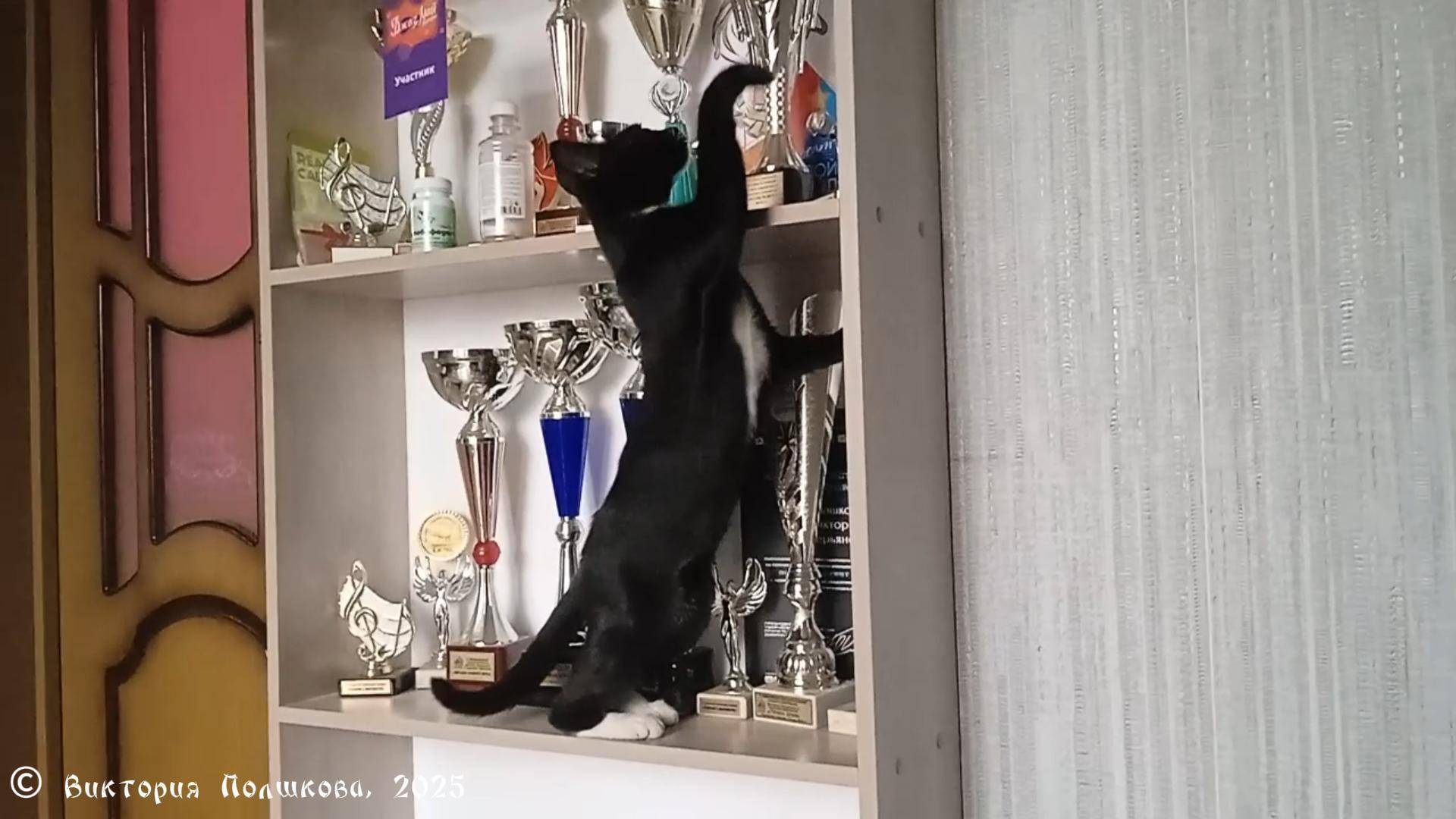 Любопытная любимая кошка Чика, лазит везде