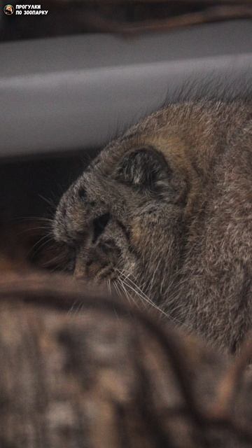 Манул Шу задремал на полке. Ленинградский зоопарк