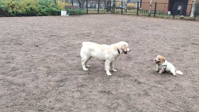 Социализация 1