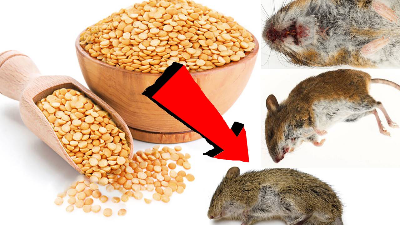 Как избавиться от мышей и крыс навсегда За 1 минуту!.!.!