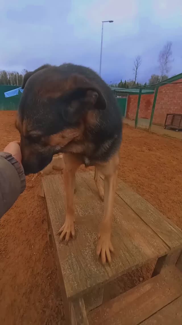 "Что она сказала???" ❥ Приют в Малинках