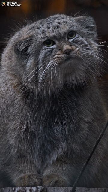 Любопытный манул Шу смотрит по сторонам. Ленинградский зоопарк