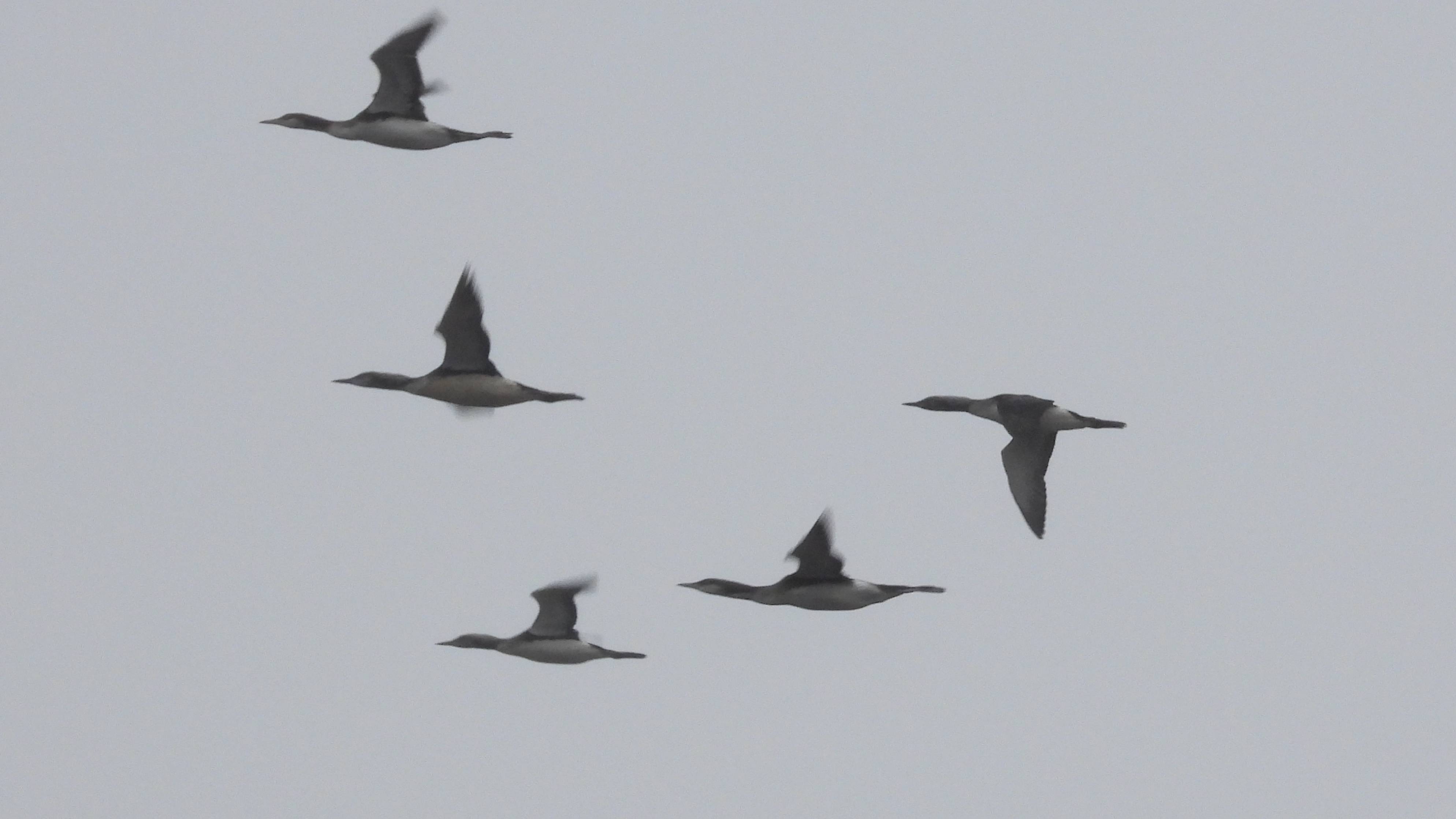 Птицы видео, птицы летят стаями, сезонная миграция птиц, наблюдение в Великом Новгороде, 02.11.2025