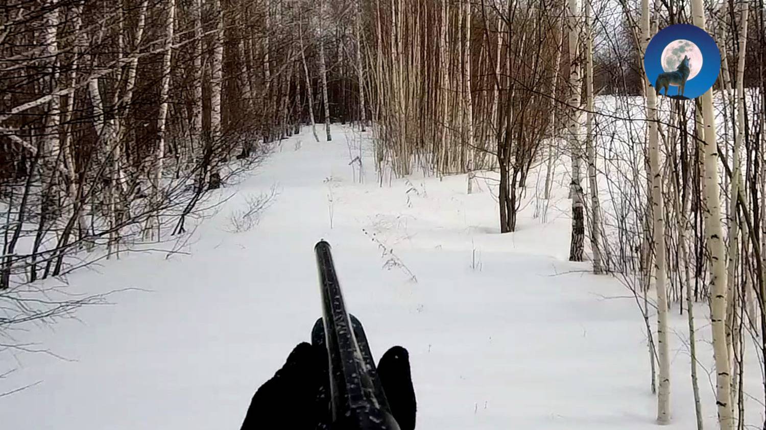 ОХОТА НА ЗАЙЦА. КАКОВО ЭТО БЕГАТЬ ЗА ЗАЙЦЕМ ПО КУСТАМ И БОЛОТУ