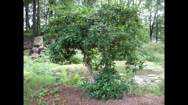 Krasna Lipa  31 июля 2009