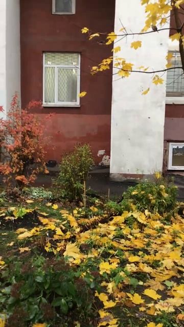 Санкт-Петербург. 02.11.2025. Листопад. Последний месяц осени, в золотом и зеленом. Цветник у дома