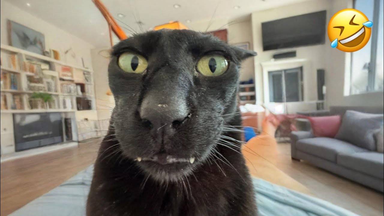 #смешныевидео -103