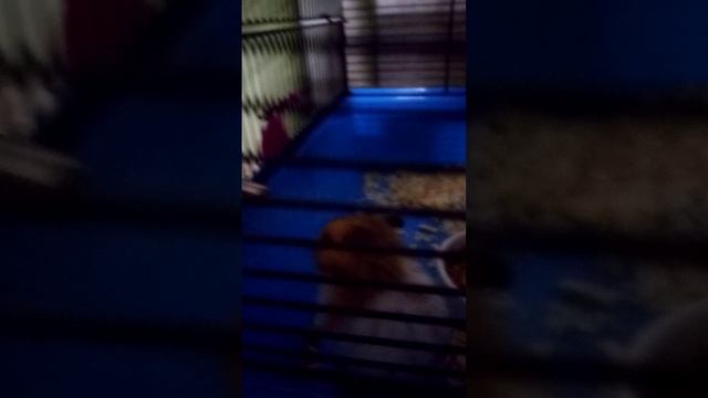 Обзор на клетку Изюмчика