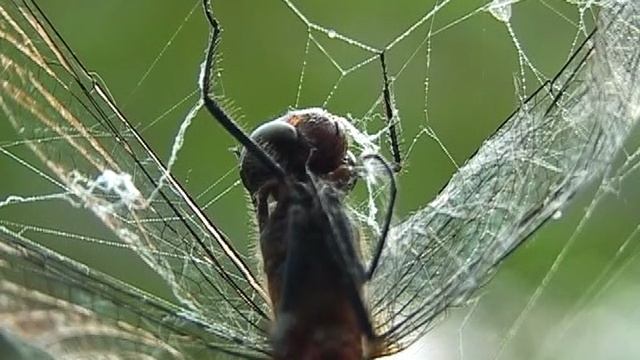 Песня паука (Паук и Стрекоза) 18+