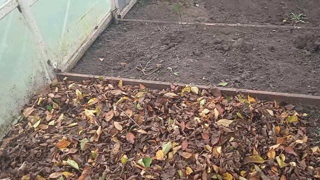 9.10.25г.     Убираю Опавшую🍂🍂🍂 ЛИСТВУ в САДУ!!!       Ношу в ТЕПЛИЦУ!!!👍🙂