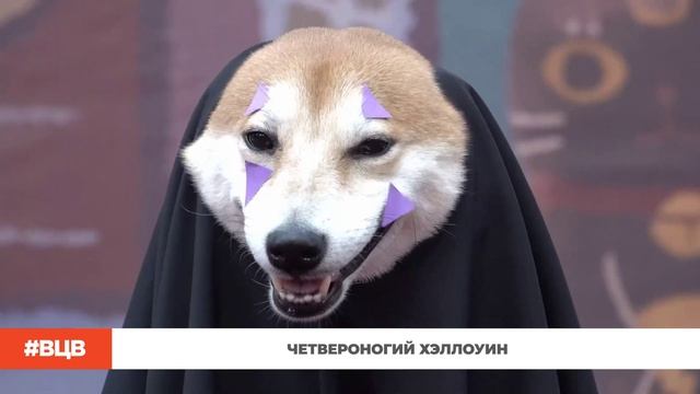 Четвероногий Хэллоуин / В центре внимания - 8 (1.11.2025)