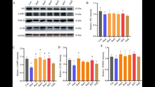 Как Ранолазин борется со старением мозга. European Journal of Pharmacology, 15 October 2025