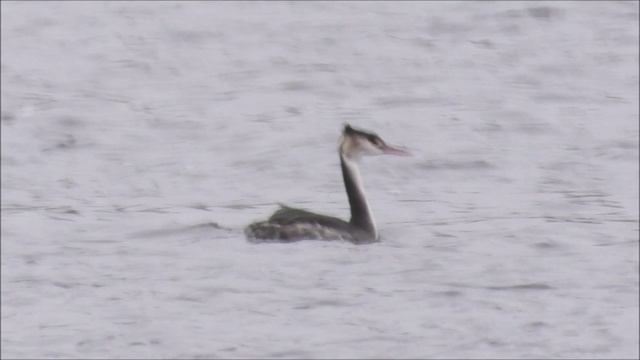 Птицы видео, Чомга, наблюдение в Великом Новгороде, 2 ноября 2025