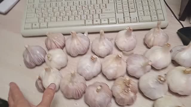 7.10.25г.  Подготовка 🧄🧄🧄ЧЕСНОКА Озимого к ПОСАДКЕ!!!👍👍👍🙂