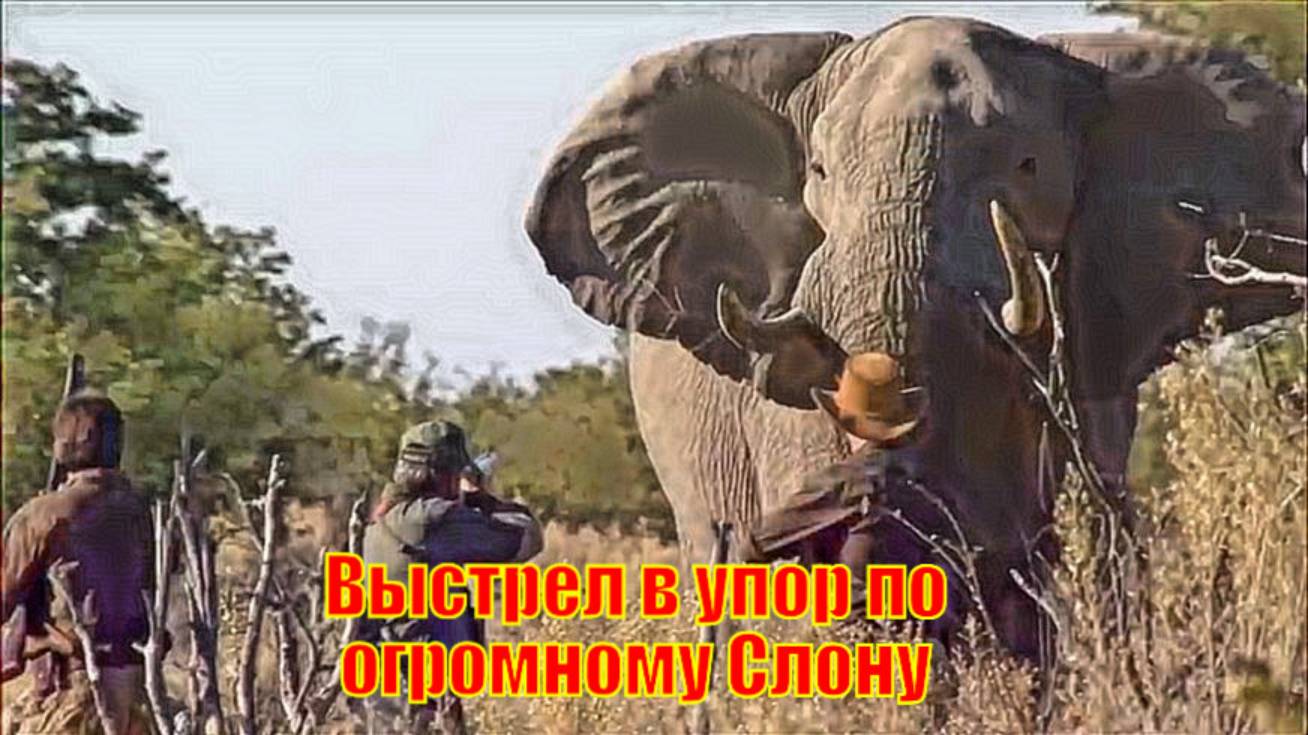 Выстрел в упор по огромному Слону
