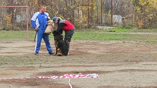 1 Отл. КЧК ЭЛЬЗА ДЛЯ СОЗВЕЗДИЯ ЛЬВОВ +++ №36. ШАХТЫ 3 ноября`25 Моно немецких овчарок
