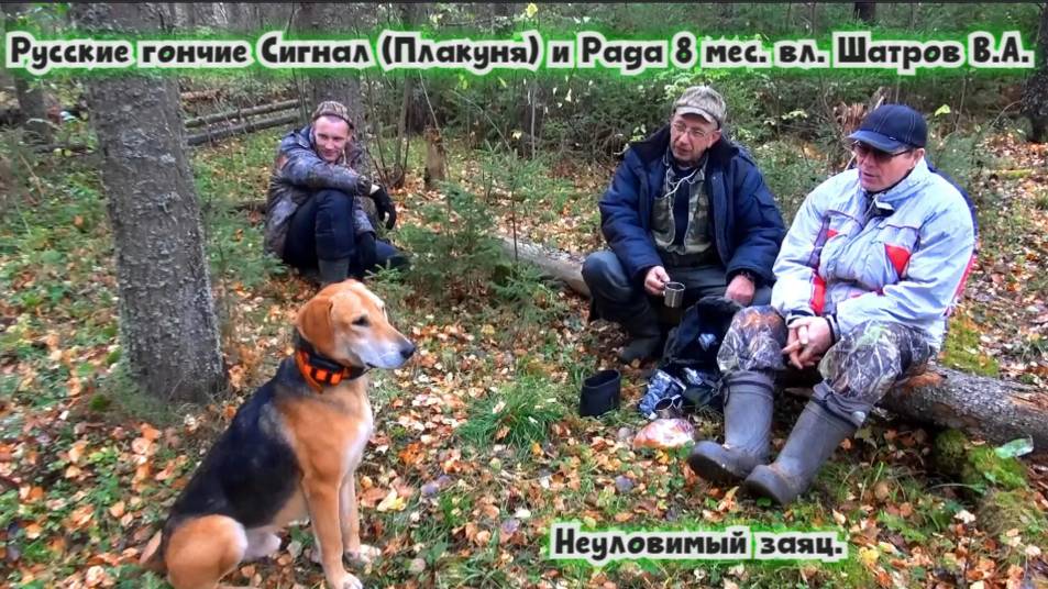 Неуловимый заяц. Русские гончие Сигнал (Плакуня) и Рада 8 мес. вл. Шатров В.А.#охотасгончей#hunting
