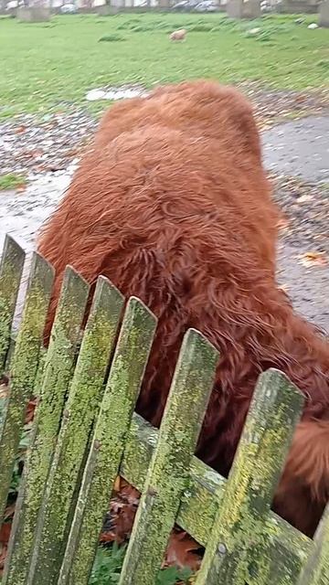 Тропарь мученику Лукиану, 28 октября