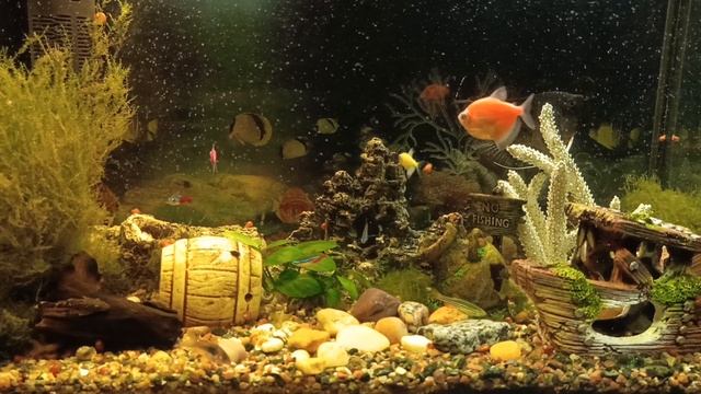 Аквариум с рыбками 29.10.2025