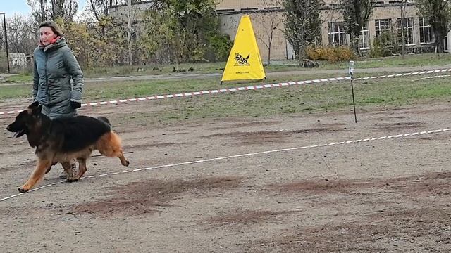 РАБОЧИЙ КОБЕЛИ ДШ / КЧК ШАХТЫ 3 ноября`25 Н.Павлова Моно немецких овчарок