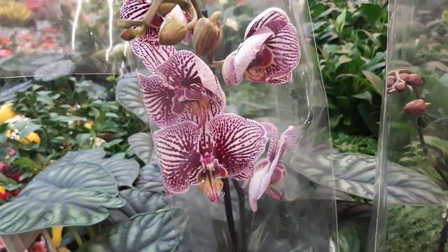 03.11.2025г. Новая поставка орхидей в Лемана Про.