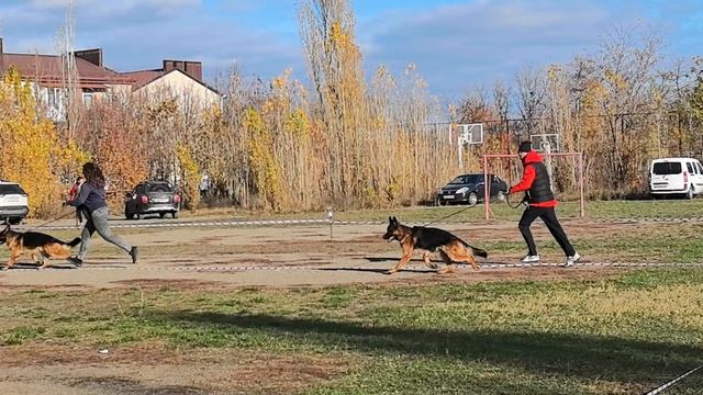 РАБОЧИЙ КОБЕЛИ / КЧК ШАХТЫ 3 ноября`25 Н.Павлова Моно немецких овчарок