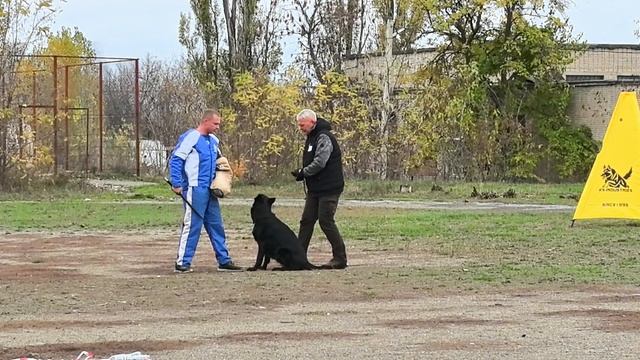 2 Отл. Art Raen's ABIGEL Лучшая защита! №21. ШАХТЫ 3 ноября`25 Моно немецких овчарок