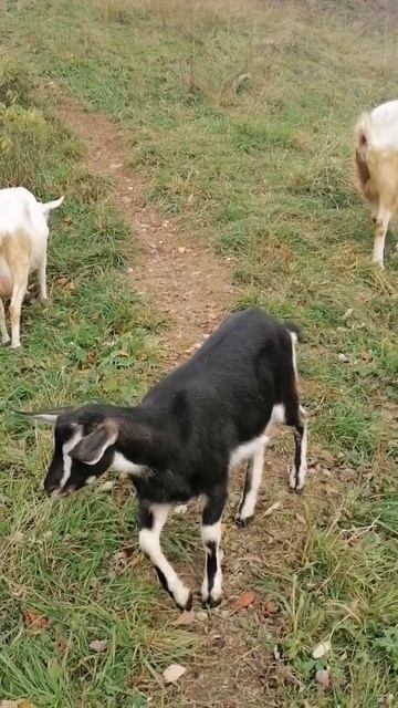Рыжий Мурзик и козы😺😊
