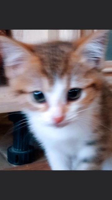 моя кошка Лу́на